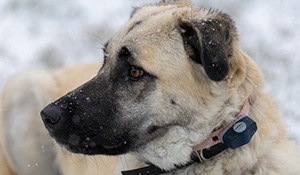 Choosing the Right Dog Breed | AMA