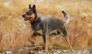 Choosing the Right Dog Breed | AMA