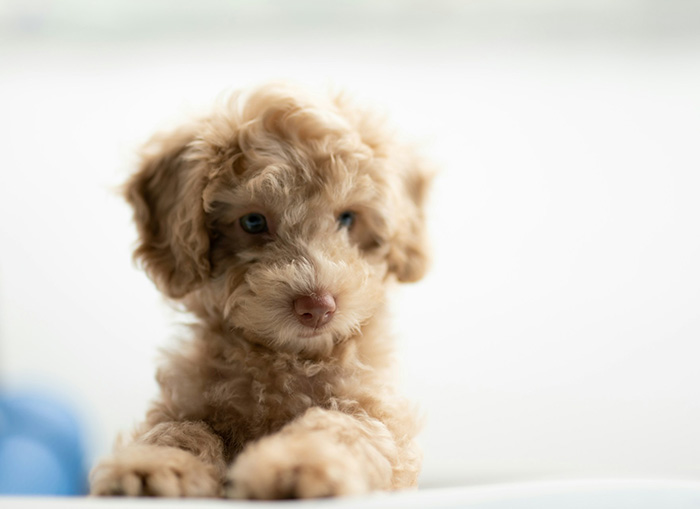 Traffic Circle & Roundabout Rules in Alberta | AMA