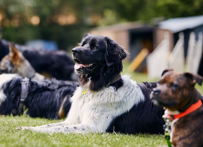 New Email Scam Imitating CAA/AMA - AMA