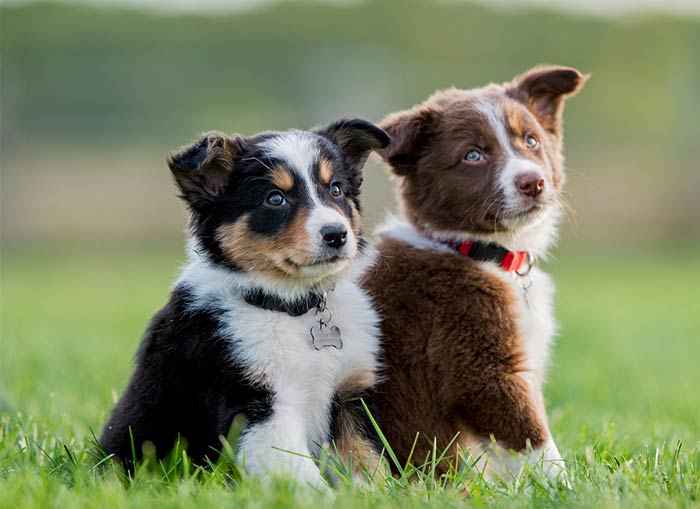 The New Puppy Checklist | AMA