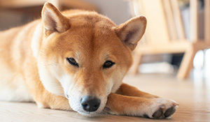 Choosing the Right Dog Breed | AMA
