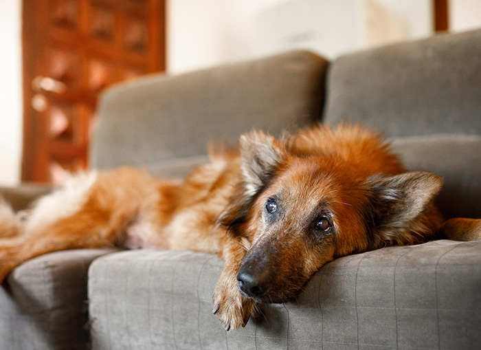 Speed Limits & Signs in Alberta | AMA