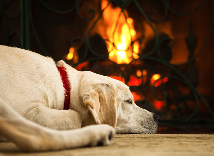 Fire Safety for Pets | AMA