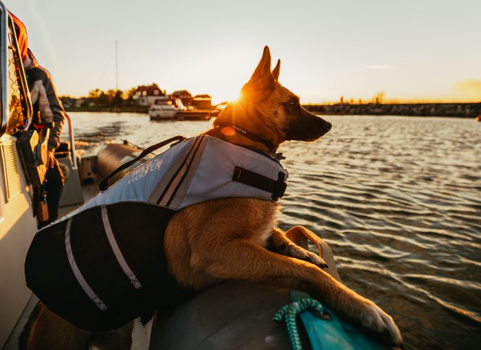 Water Safety Tips for Dogs - AMA