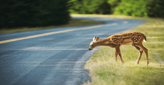 Spring Driving Safety Tips | AMA